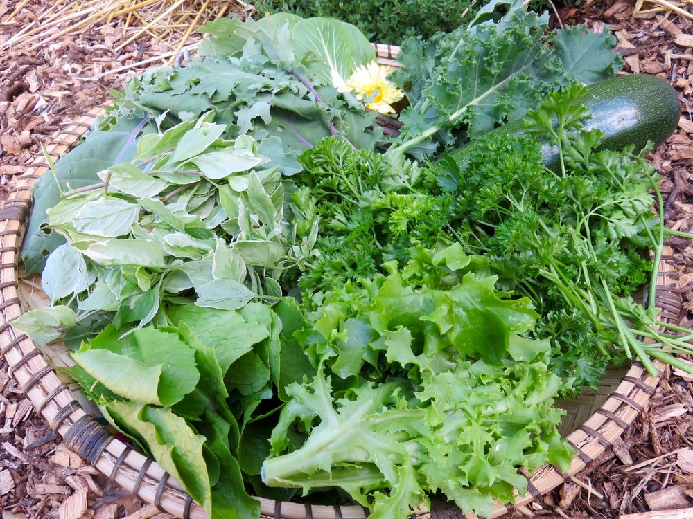 5 Ways That Growing Food Boosts Your Health — AGRITECTURE