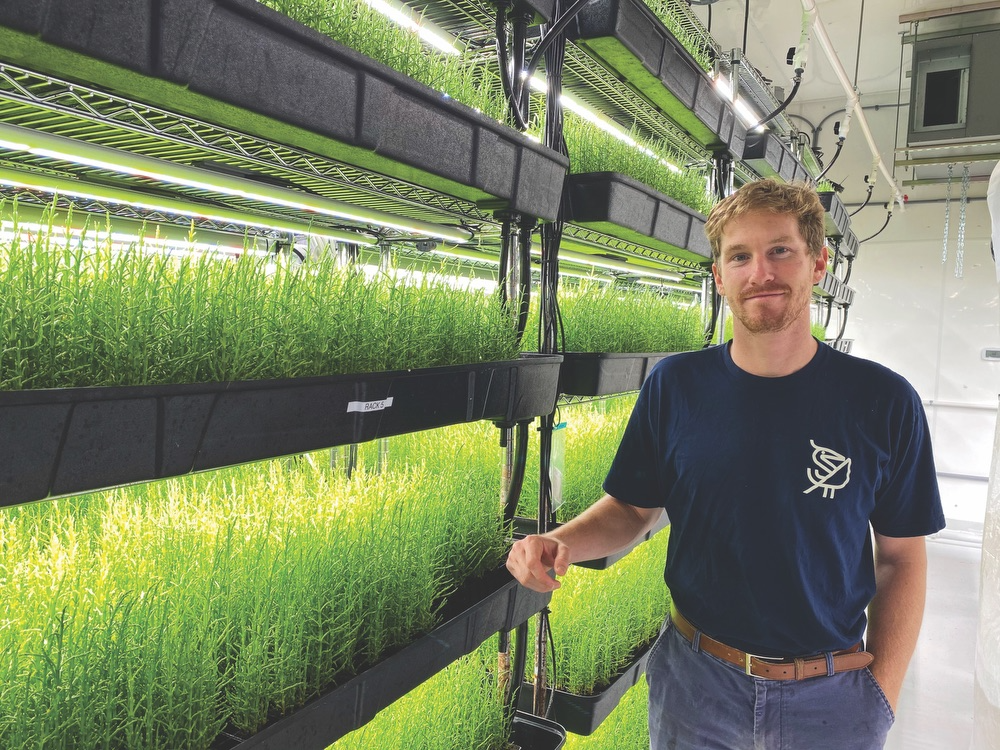 Saltwater Farming Turns Arid Lands Into Productive Farms