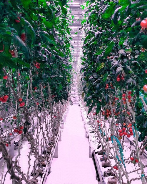 80 Acres Builds First Fully Automated Indoor Farm in US