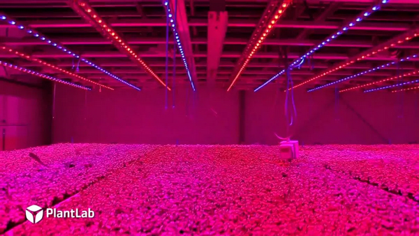 Dutch Scale-Up PlantLab Launches First Production Site In USA — AGRITECTURE