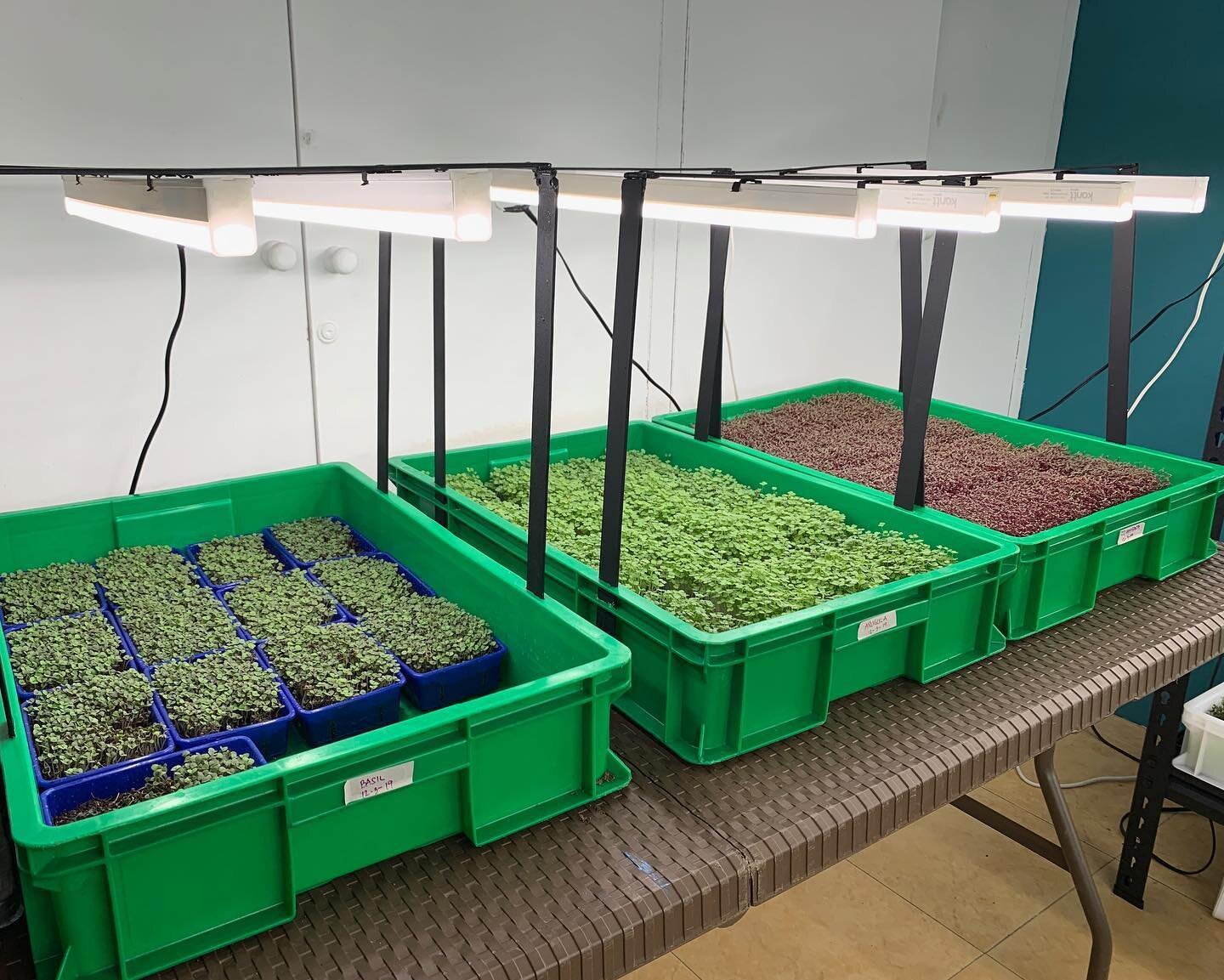 Urban Farm Nurtures Manila's Microgreen Dreams — AGRITECTURE