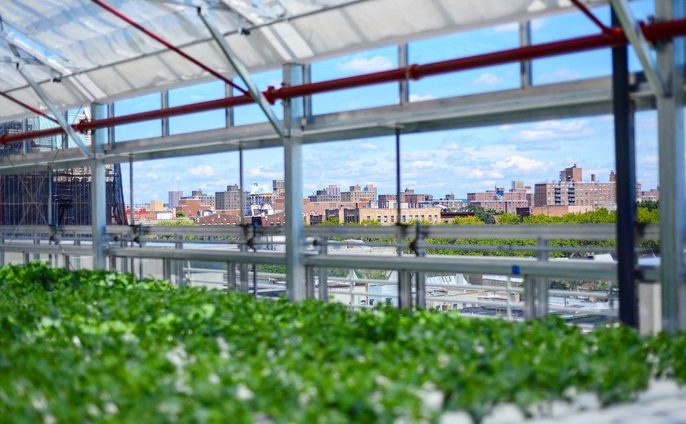 New York City: Cradle of Urban Farmers, Laboratory of Urban Agriculture ...