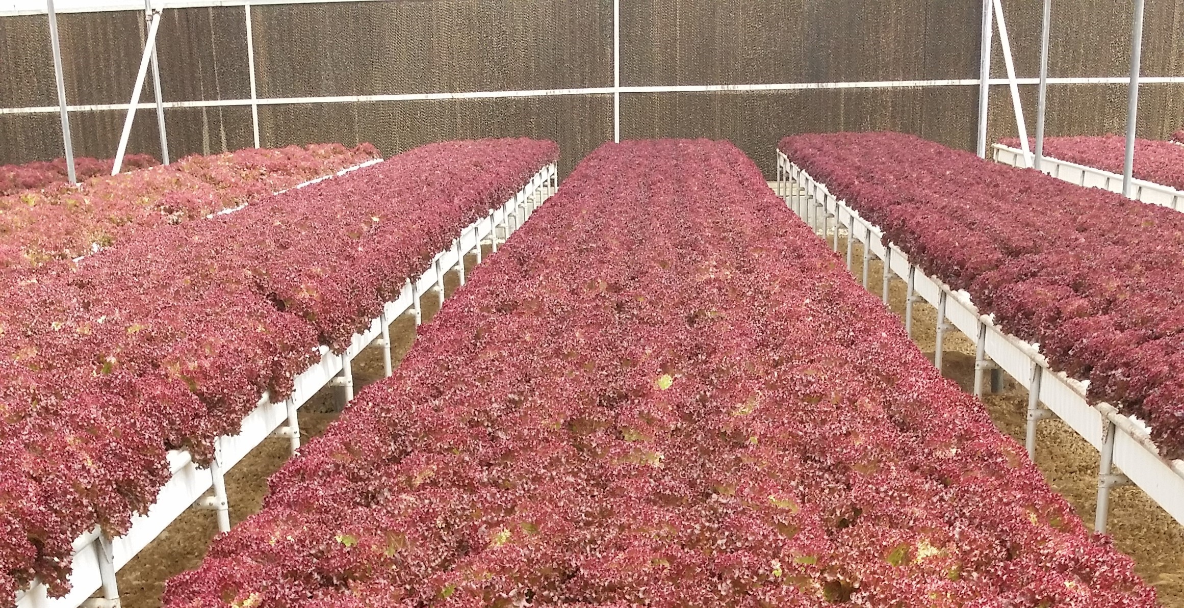 Al Ghalia Farms Leads Hydroponics in Bahrain