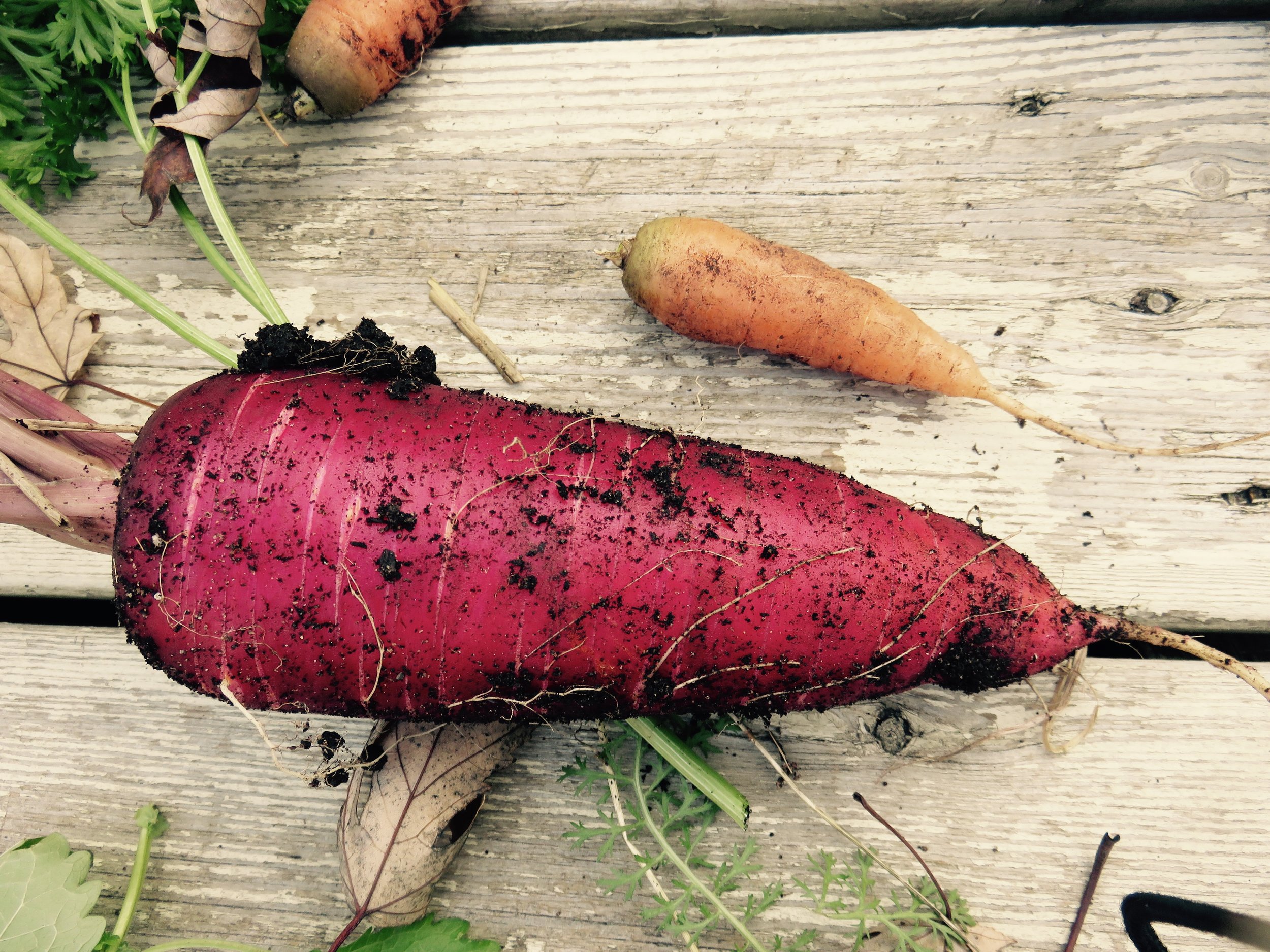 5 Ways That Growing Food Boosts Your Health — AGRITECTURE