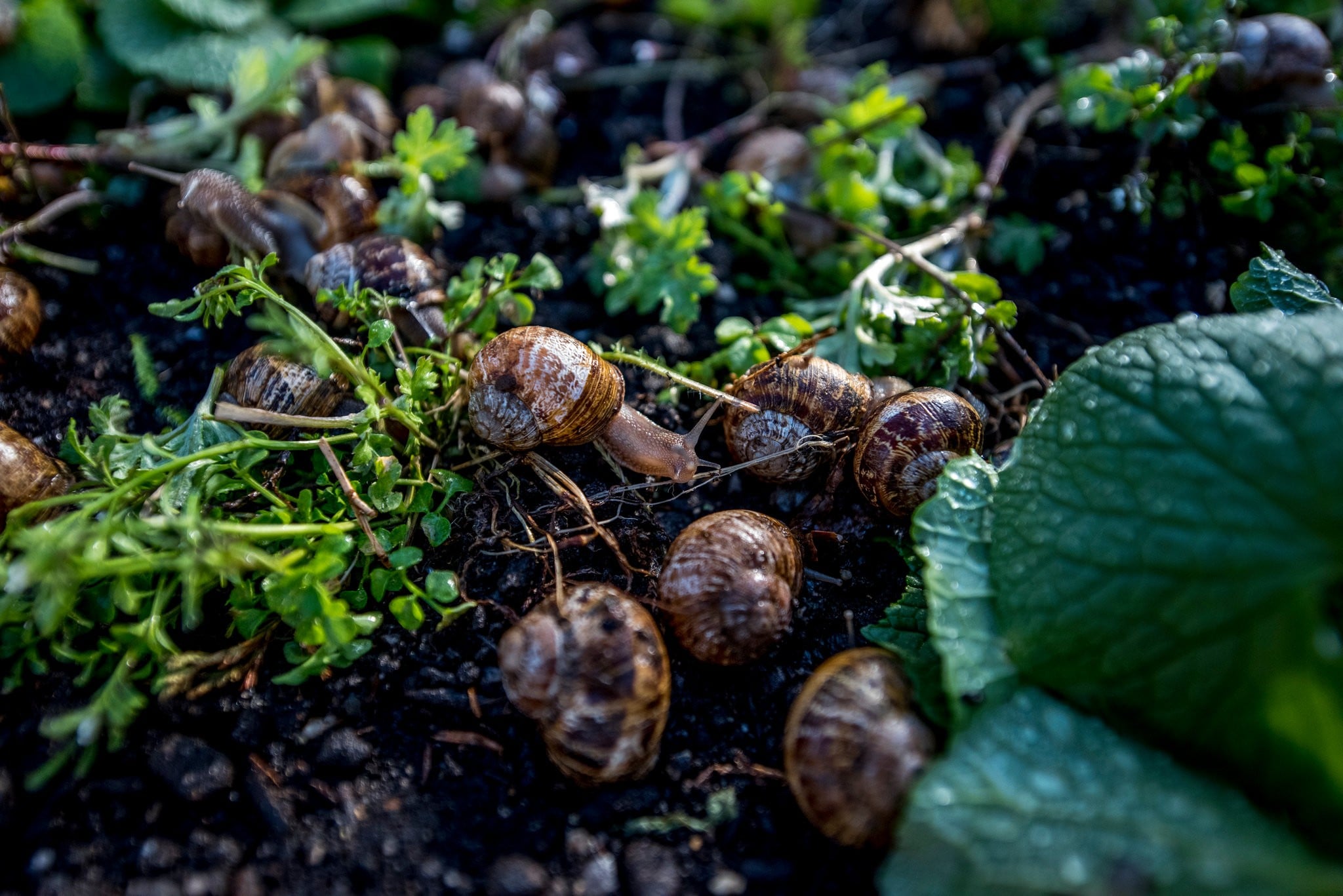 How To Grow Happy Snails In A Greenhouse — AGRITECTURE