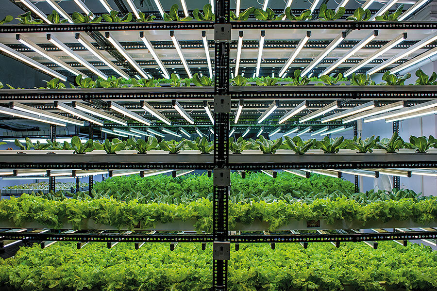 India's Hydroponic Farmers Are Building Businesses — AGRITECTURE