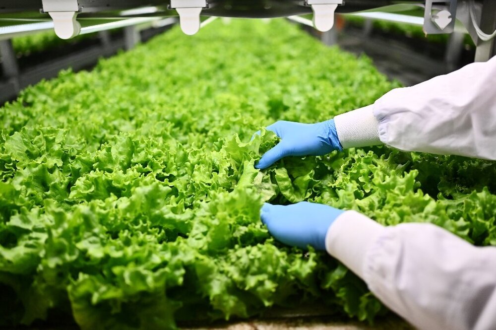 Thriving Vertical Farms: A Hope for Urban Japan