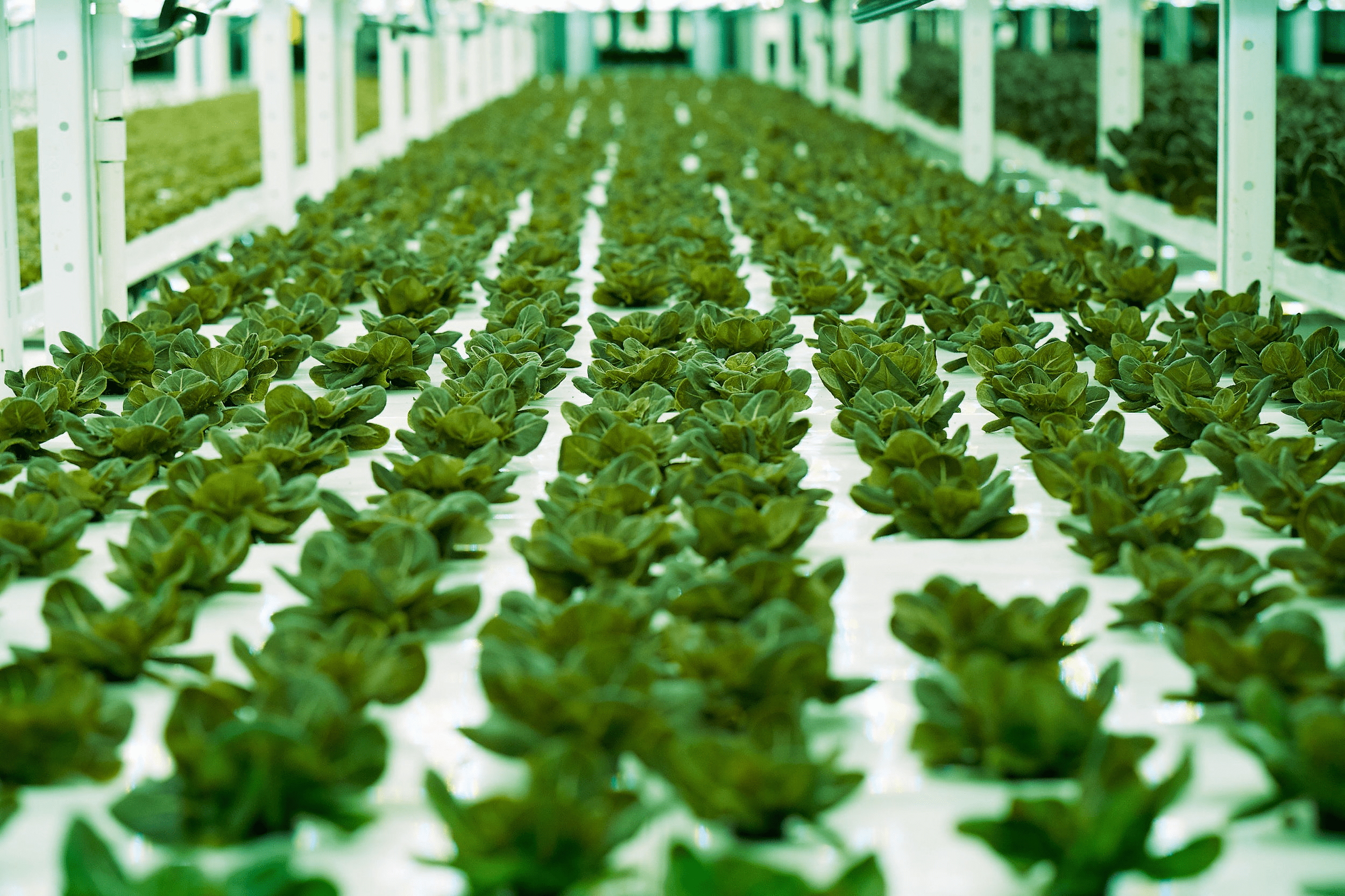 Kalera’s New R&D Director Bets On Sensing Technology To Push Vertical ...