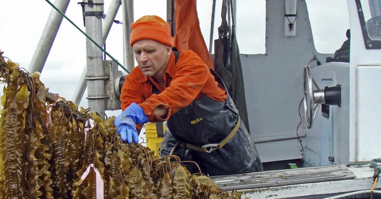 Saltwater Farming Turns Arid Lands Into Productive Farms