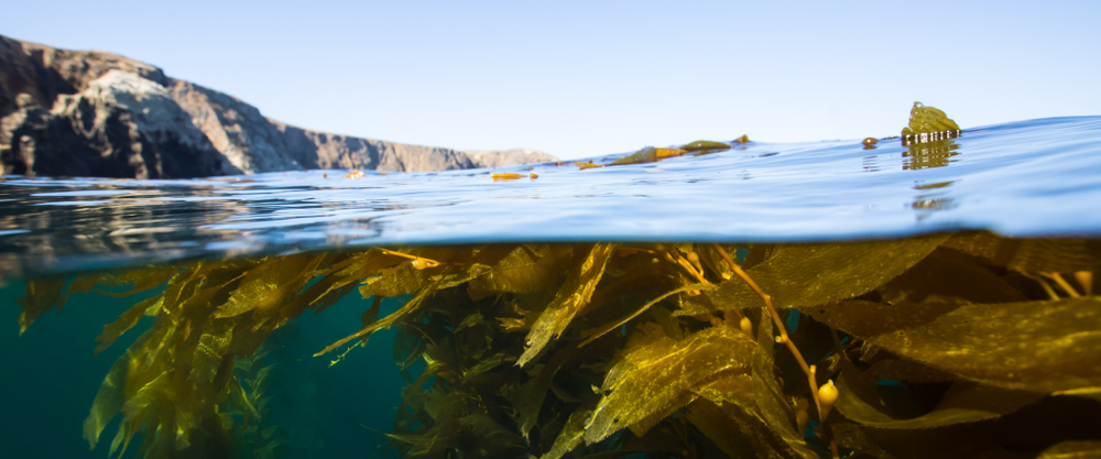 Saltwater Farming Turns Arid Lands Into Productive Farms
