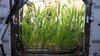 Space Farming: Indoor Ag Grows on the ISS