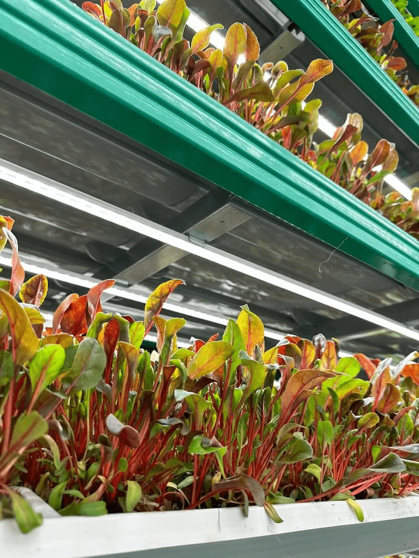 Bringing the Freshest Salad Greens to Saudi Arabia with Bather Smart Farm — AGRITECTURE