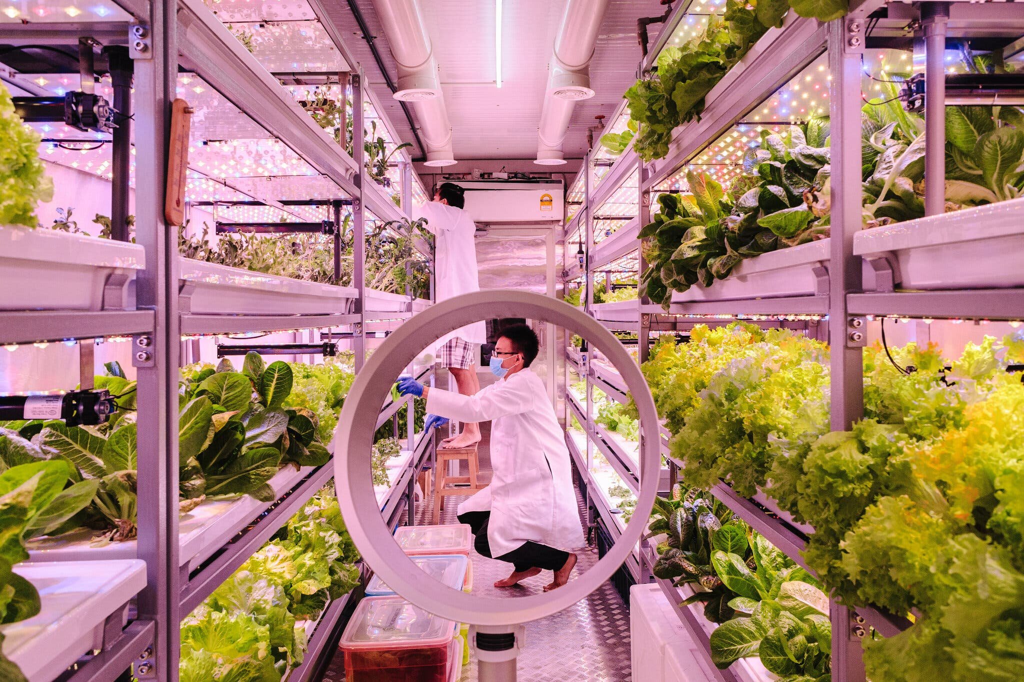 4 New Trends Shaping The Future Of Urban Agriculture In 2022 — AGRITECTURE