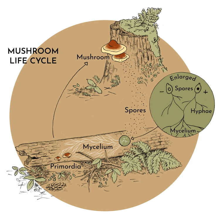Top 8 Mushroom Growing Methods for All Growers