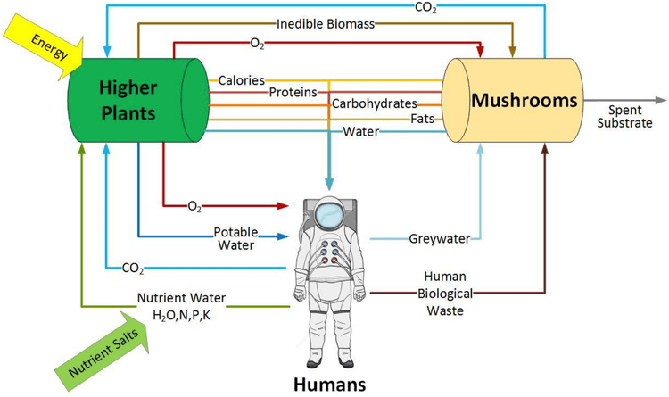 Top 8 Mushroom Growing Methods for All Growers