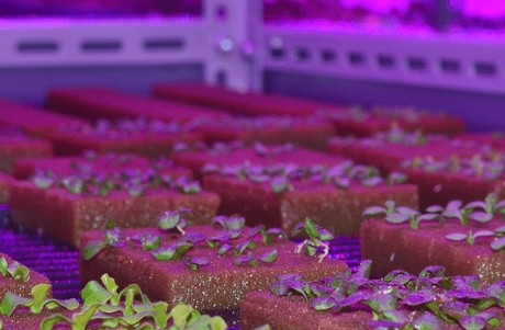 Pink Farms Brings Vertical Farming to Brazil — AGRITECTURE