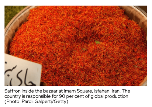 Should We Grow Saffron Indoors Using CEA