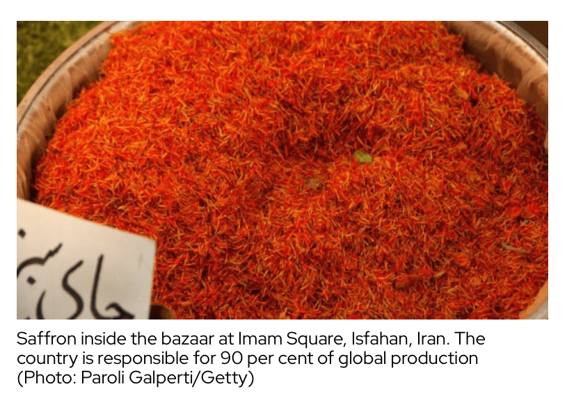 Should We Grow Saffron Indoors Using CEA