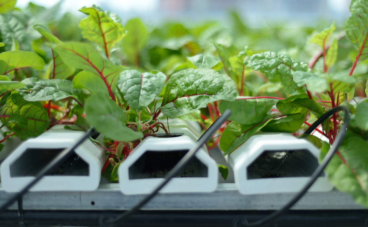The New Agrarian Economy Report On Expanding Urban Agriculture In NYC — AGRITECTURE
