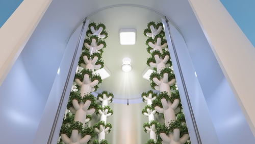 Saltwater Farming Turns Arid Lands Into Productive Farms