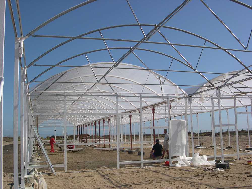 Saltwater Farming Turns Arid Lands Into Productive Farms