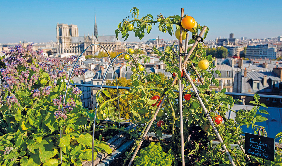 Paris Introduces 32 More Sites for Urban Farming — AGRITECTURE