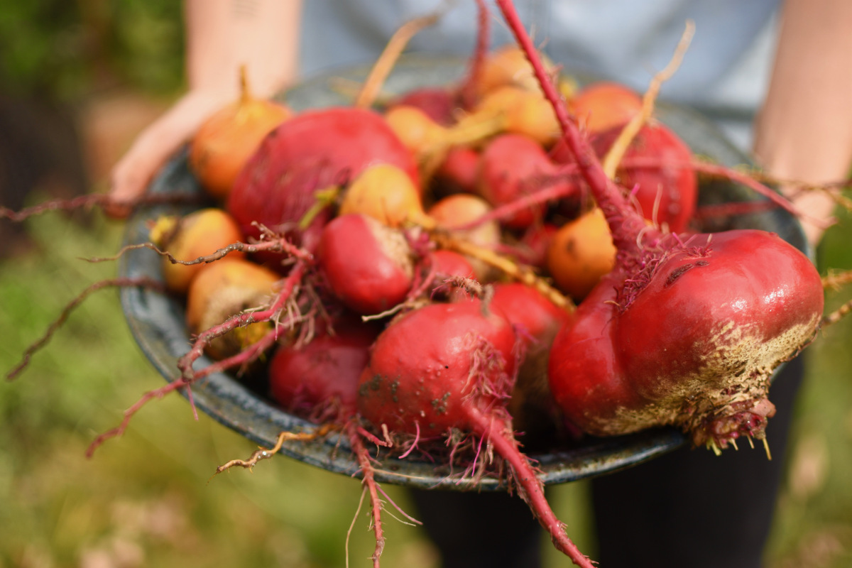 Urban Farming Through the Ages — AGRITECTURE