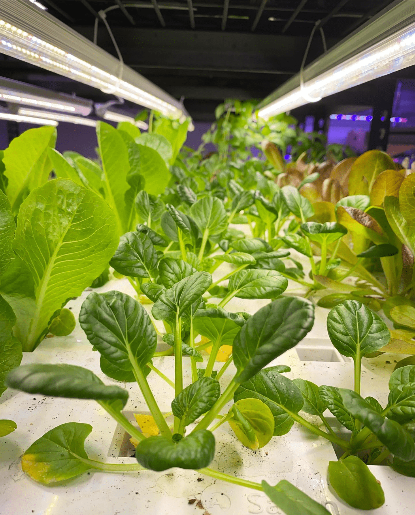 Top Vertical Farms in Australia and New Zealand